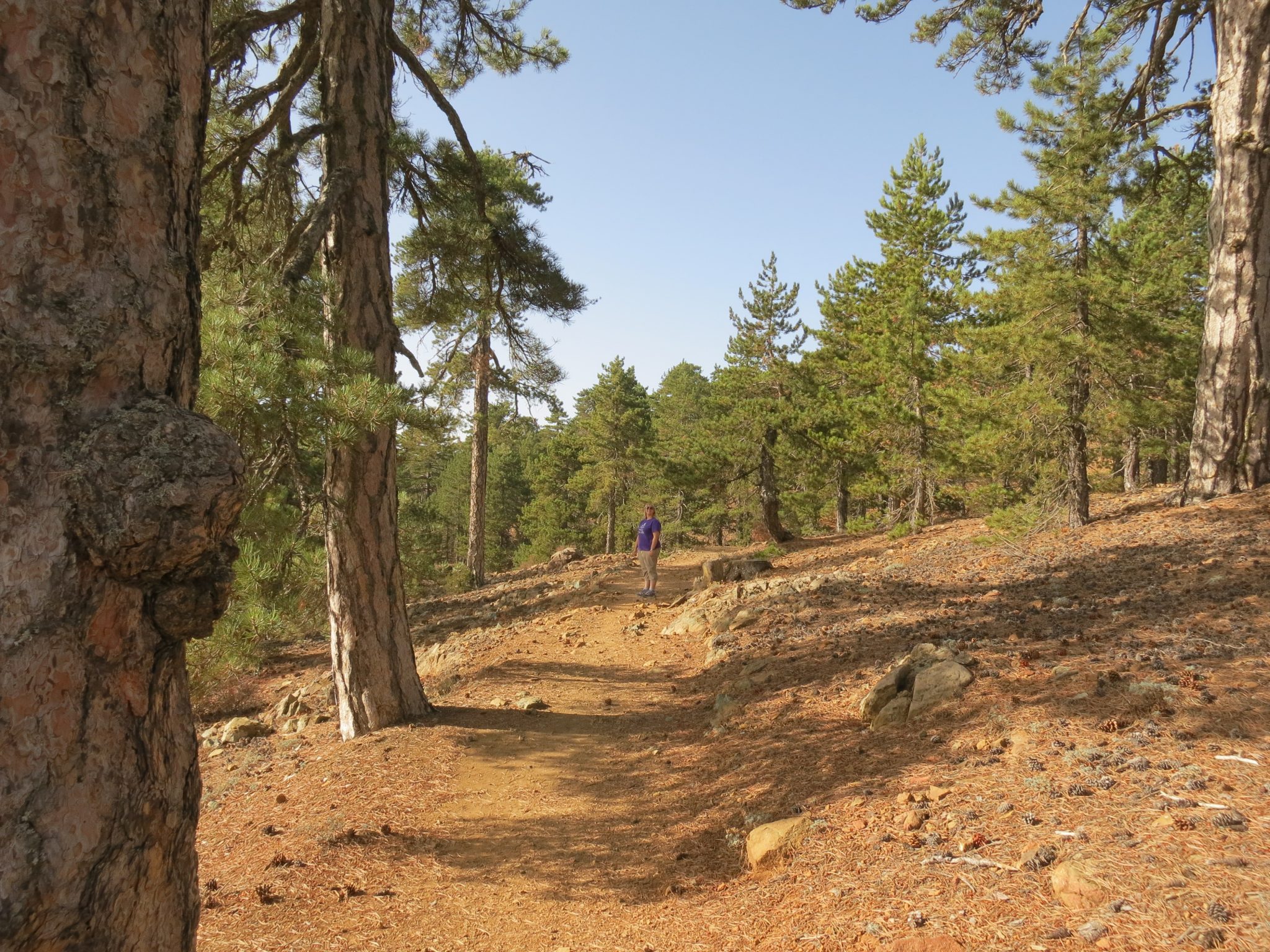 Cyprus forest and mountains – Luphen reborn
