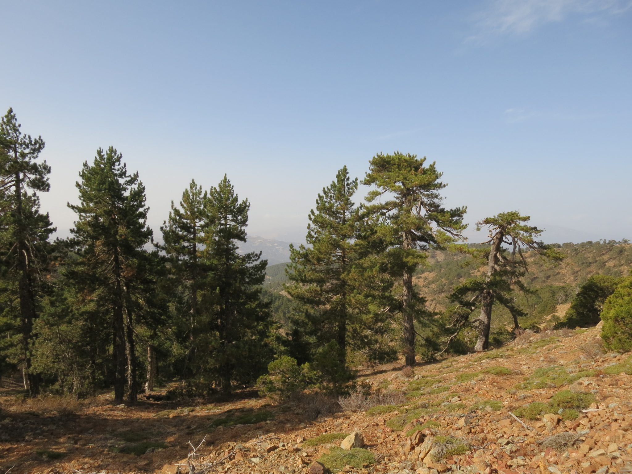 Cyprus forest and mountains – Luphen reborn